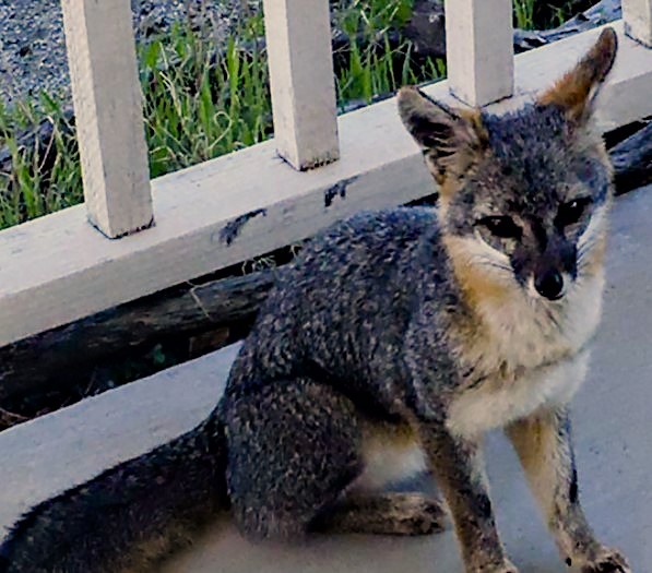 Trails & Nature | Dorland Mountain Arts