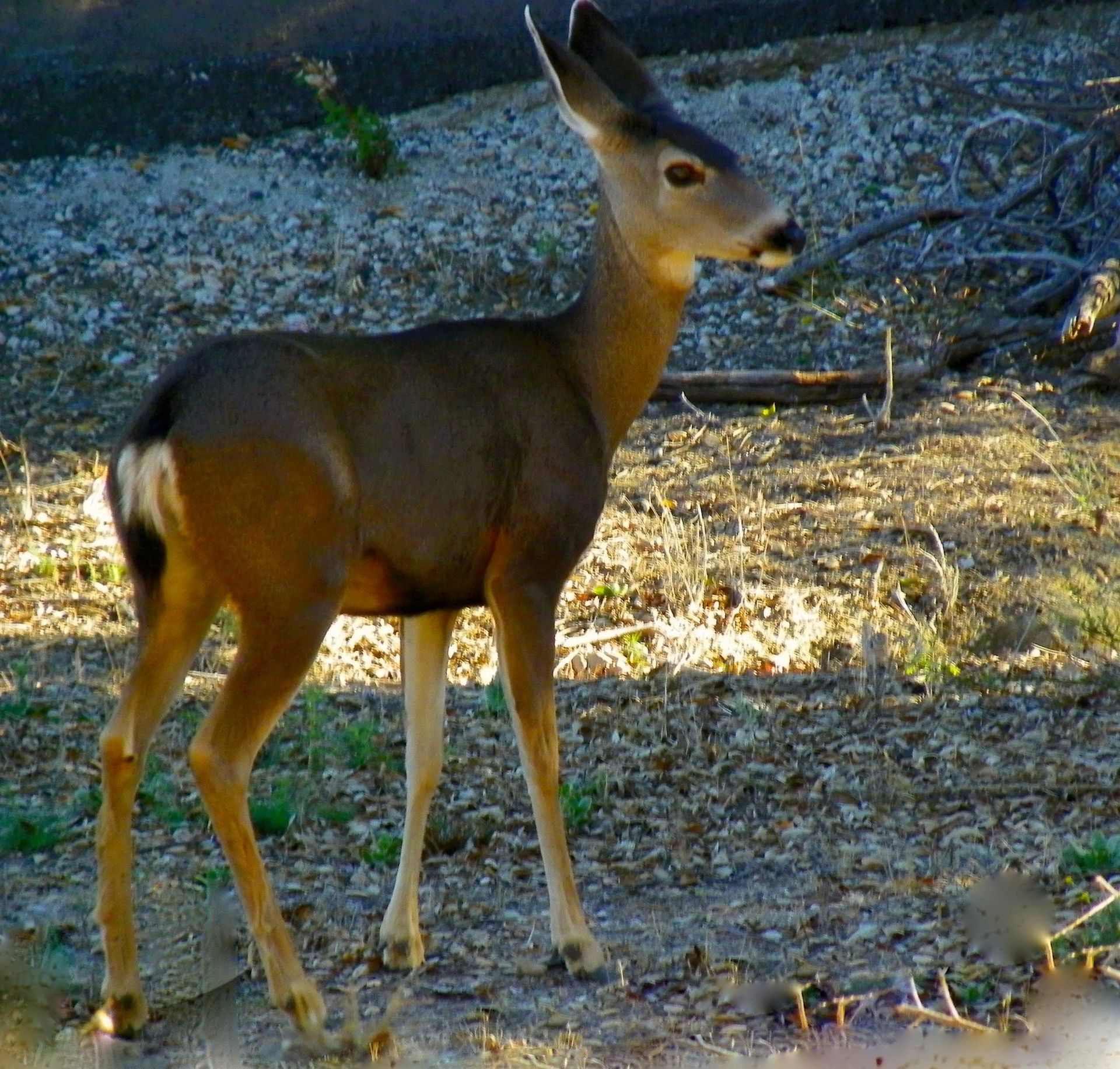 Trails & Nature | Dorland Mountain Arts