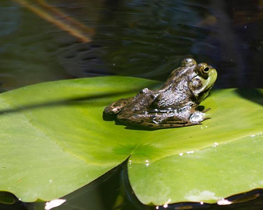 Trails & Nature | Dorland Mountain Arts