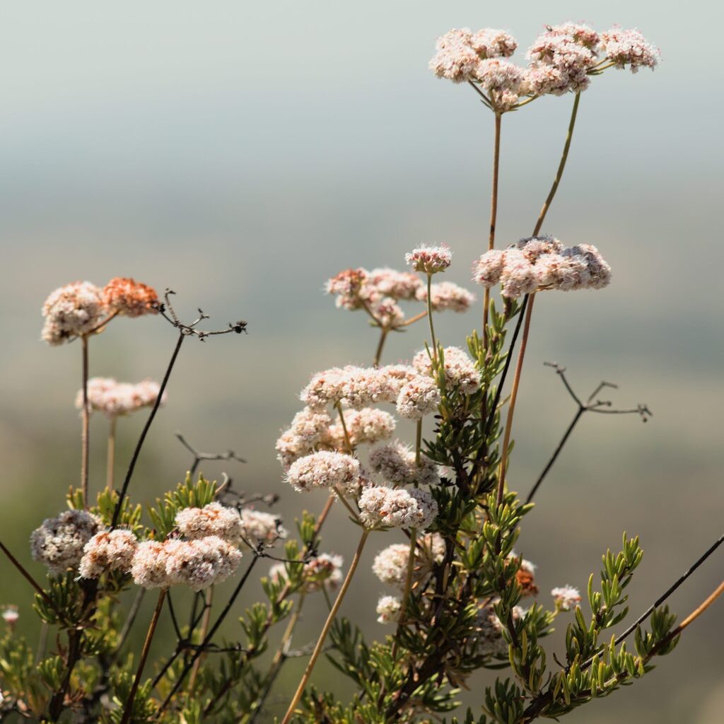 Trails & Nature | Dorland Mountain Arts